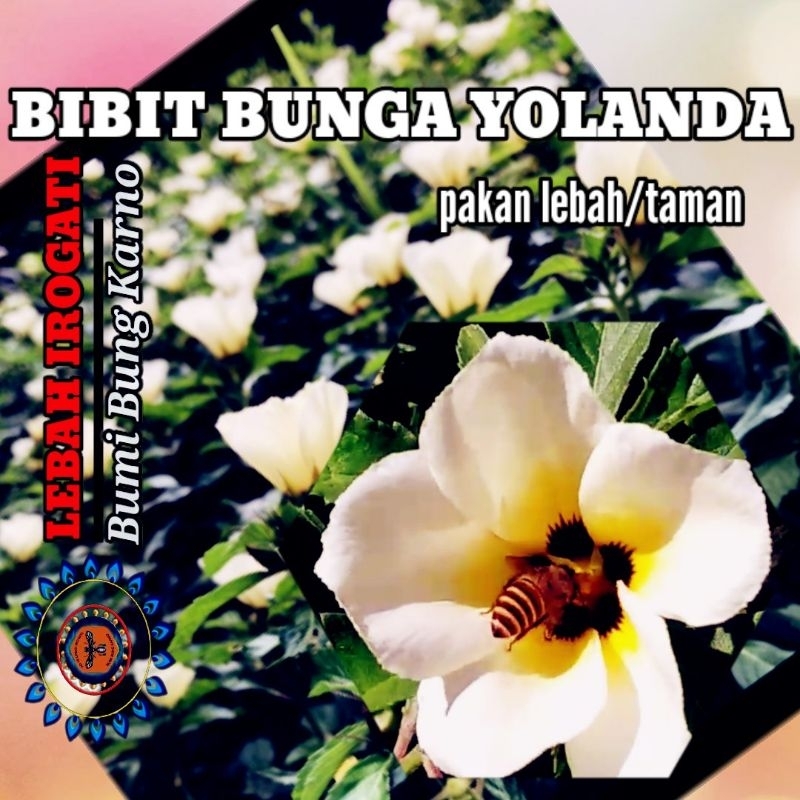 Jual BIBIT BUNGA YOLANDA (untuk taman atau pakan lebah) | Shopee Indonesia