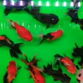 Jual ikan mas koki panda / ikan mas koky mutiara / ikan mas koki ...