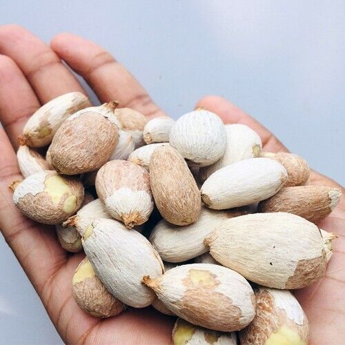 Jual Biji Buah Rambutan (2 Butir) | Shopee Indonesia