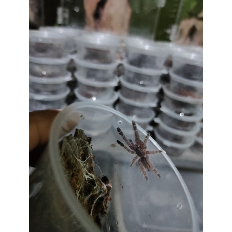 Jual Phormingochilus sp rufus sling /pakan ikan/reptile/ tarantula ...