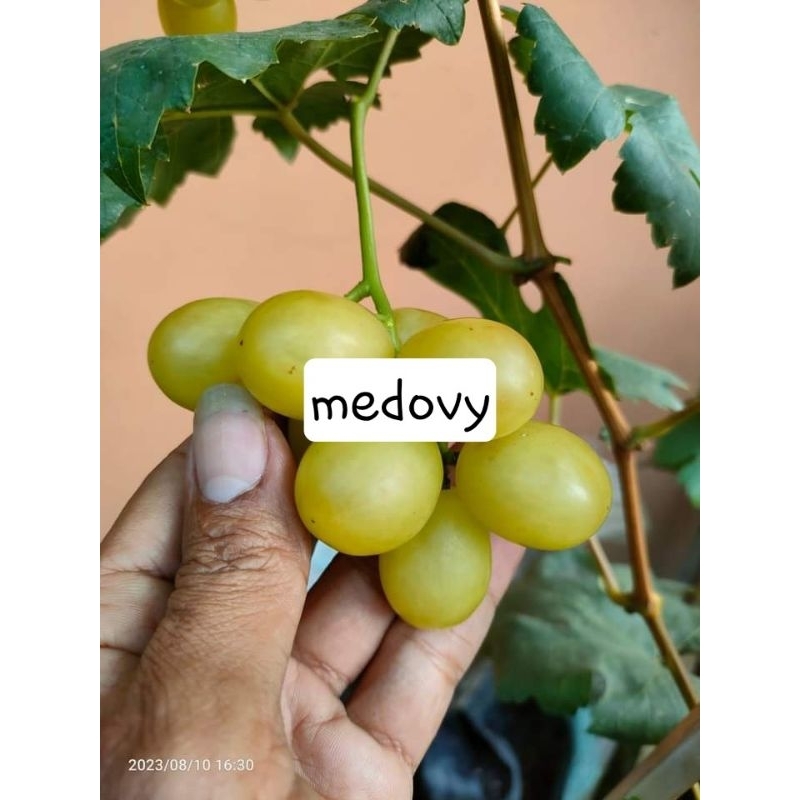Jual anggur import Muscat medovy | Shopee Indonesia