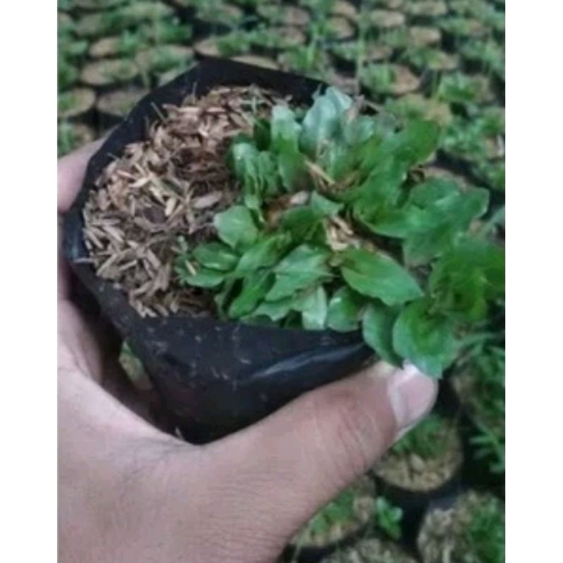 Jual Rumput gajah mini sobekan, rumput gajah mini, tanaman hias hidup ...