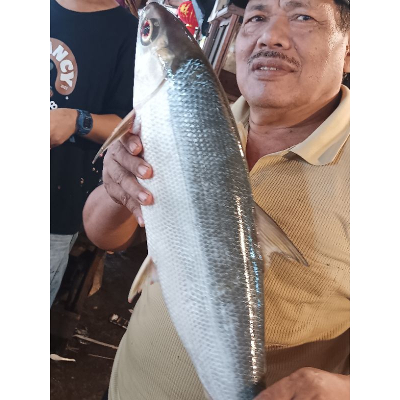 Jual bandeng jumbo imlek | Shopee Indonesia