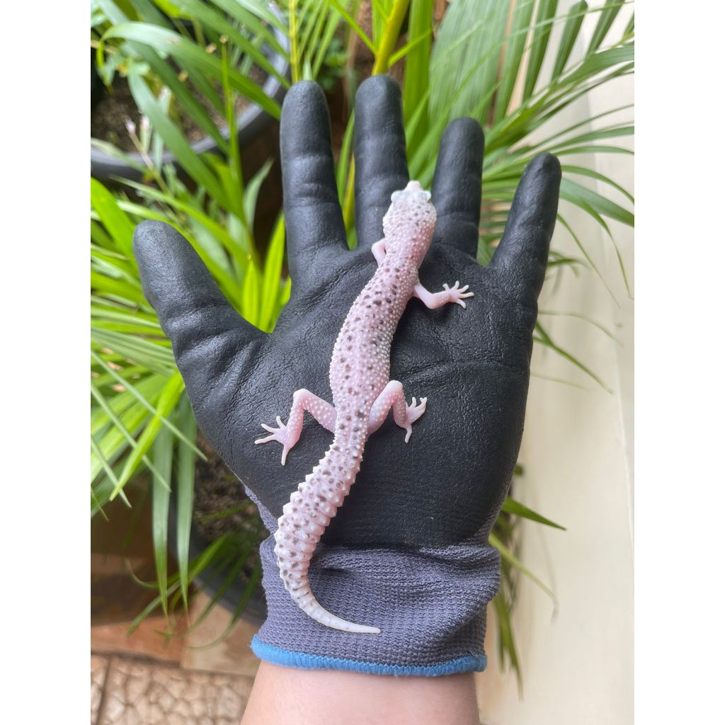 Jual MAINAN - GECKO SUPER SNOW ECLIPSE / PIED JUVE 2-5 BULAN (VIP GECKO) | Shopee Indonesia