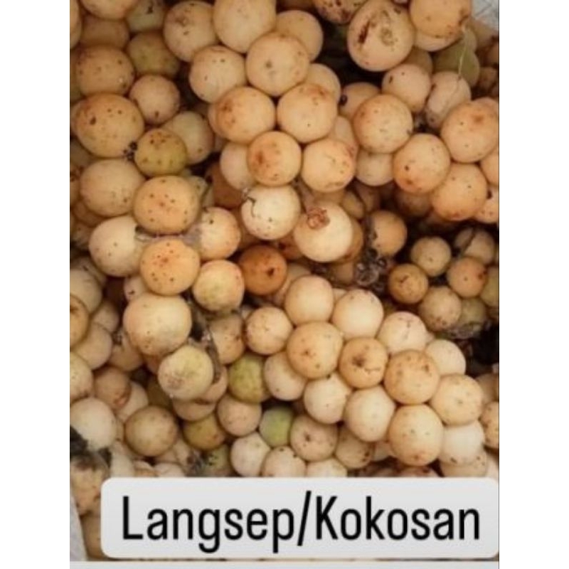 Jual langsep/kokosan 1 kg | Shopee Indonesia