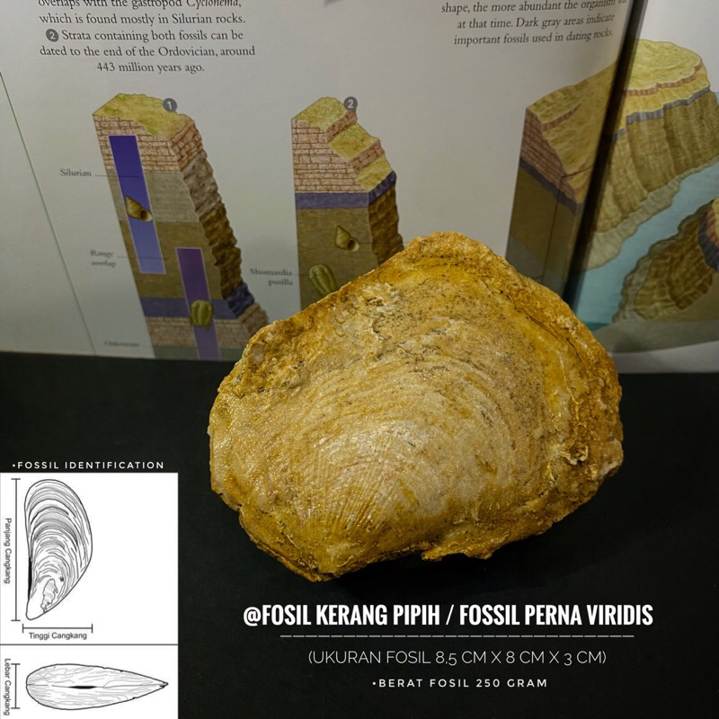 Jual Fosil Kerang Natural A24 atau Fossil Perna Viridis atau Fosil ...