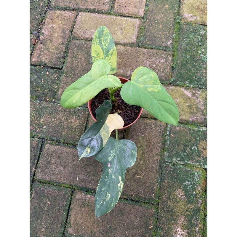 Jual Violin Variegata | Shopee Indonesia