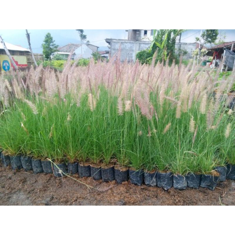 Jual Tanaman hias Rumput Kuda Rumput ekor kuda Tanaman buntut kuda ...
