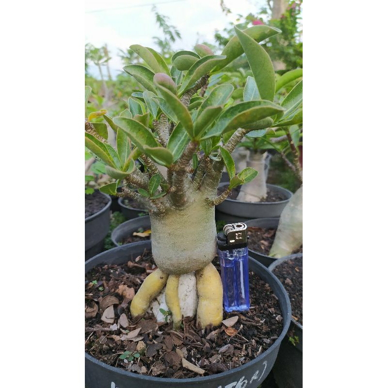 Jual Akar Emas | Shopee Indonesia