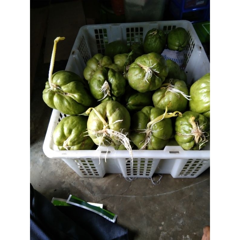 Jual bibit labu/jipang super bibil labu baby bibit labu buah lebat ...