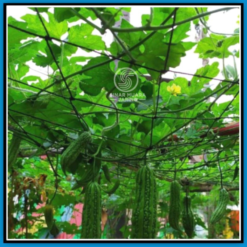 Jual Jaring Tanaman Rambat Sayuran Buah Anggur/Jaring Tanaman Rambatan ...