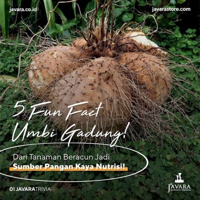 Jual UMBI GADUNG 1 KG DIOSCOREA HISPIDA | Shopee Indonesia