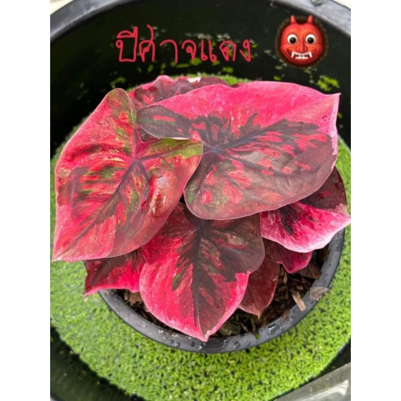 Jual Caladium Red Devil Thai series | Shopee Indonesia