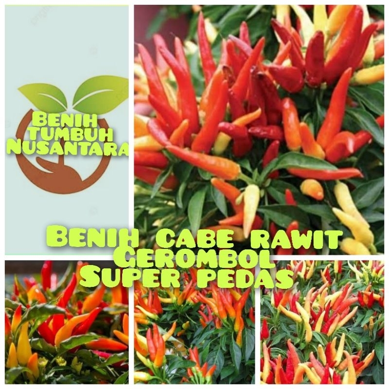 Jual 70 butir biji benih cabe rawit gerombol super pedas | Shopee Indonesia