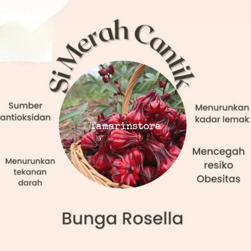 Jual Biji Bunga Rosela Merah ( Red Roselle ) Hibicus Sabdariffa Flower ...