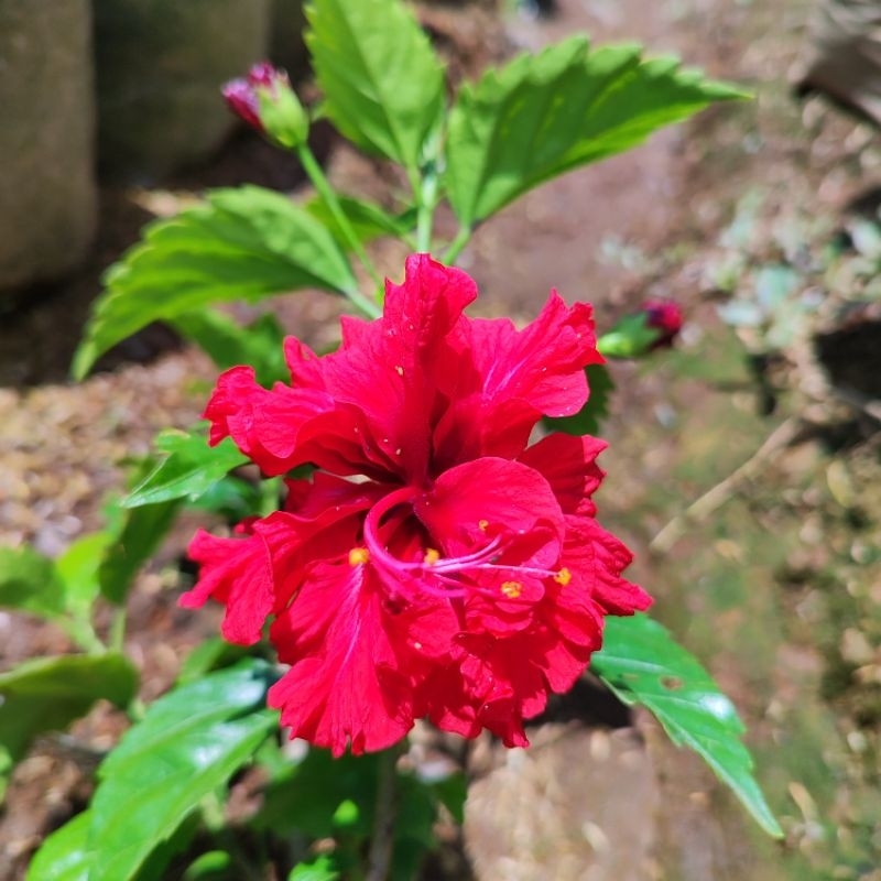 Jual kembang sepatu bunga merah tumpuk double tanaman hias Hibiscus ...