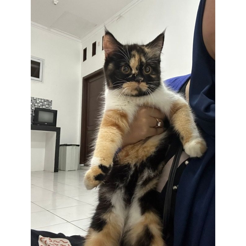 Jual KUCING KITTEN BSH CALICO || BRITISH SHORTHAIR CALICO BETINA ...