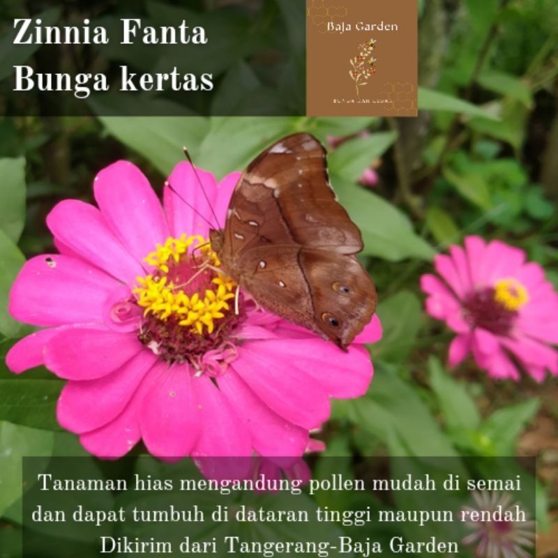Jual Benih Bunga Zinnia warna ungu biji bunga kertas pink fanta ...