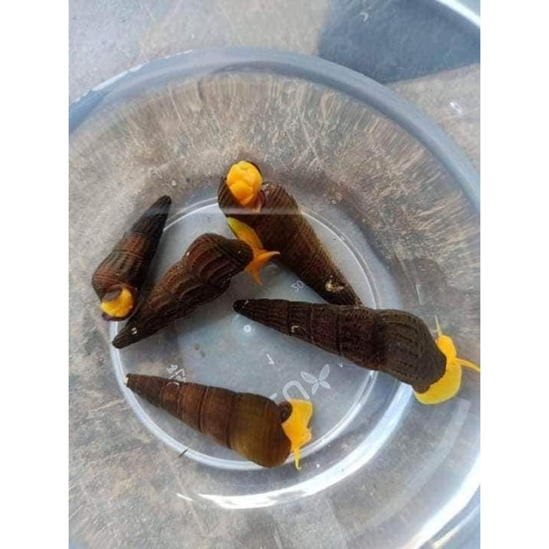 Jual rabbit snails orange / Oren rabbit snails / keong hias Aquascape ...