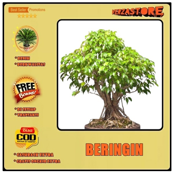 Jual Biji benih bunga beringin tanaman bonsai /10 biji | Shopee Indonesia