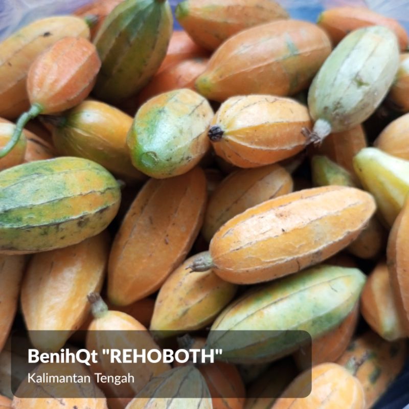 Jual Benih bibit sayur kanjat kanjit hutan lepang Lopang kampung 60 ...