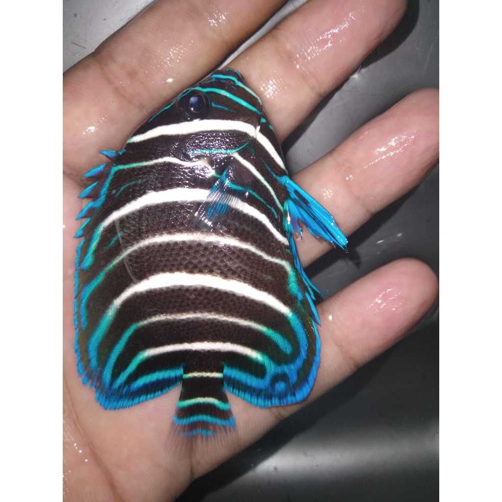 Jual Bluestone ROTI - Six Banded Angelfish (Juv) | Shopee Indonesia