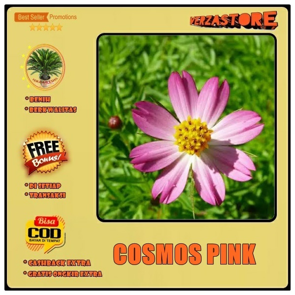 Jual Biji benih bunga cosmos pink /20 butir | Shopee Indonesia