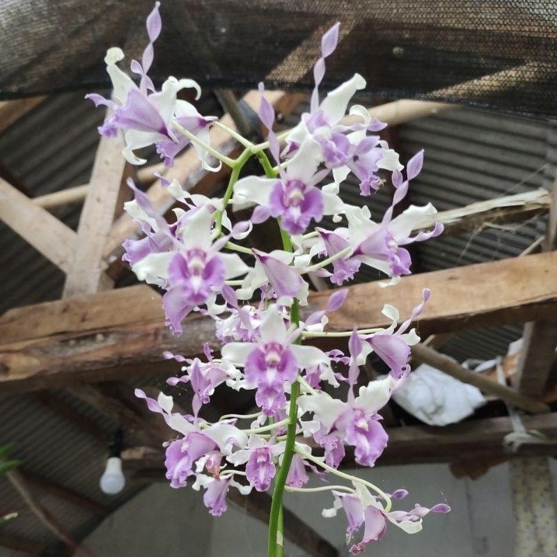 Jual dendrobium bumi menangis | Shopee Indonesia