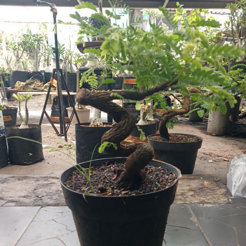Jual bonsai asem | Shopee Indonesia
