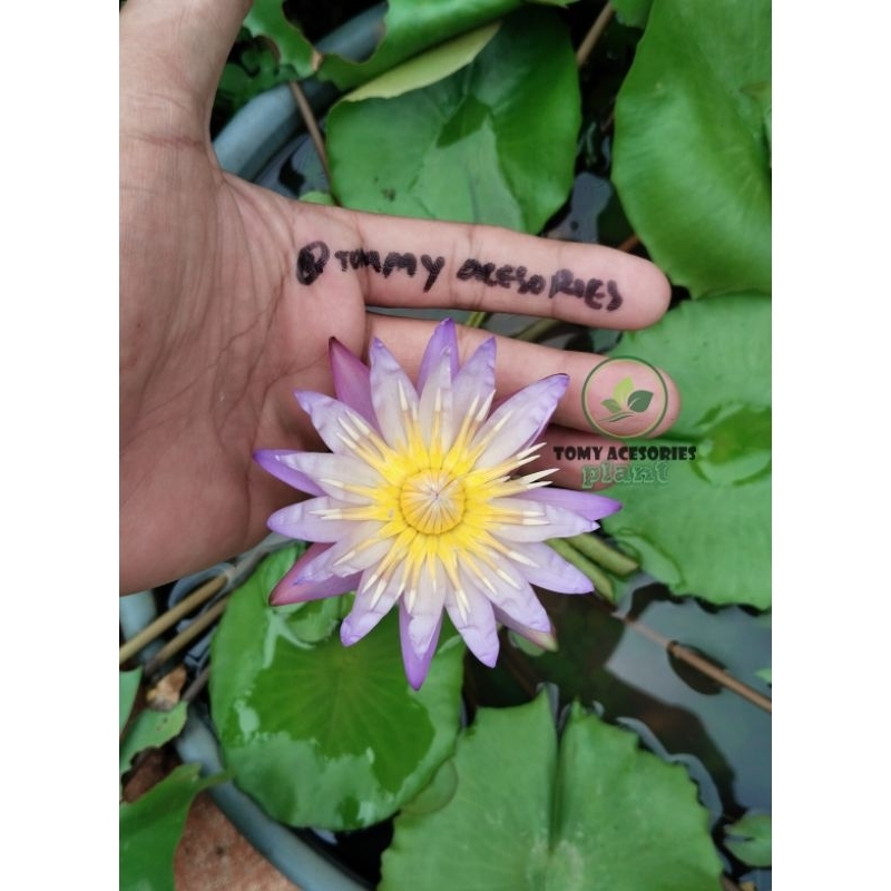 Jual teratai bunga biru kelopak pink tanaman hias air bunga kolam ...