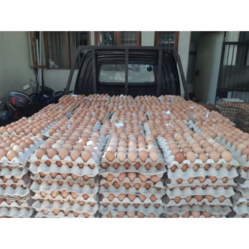 Jual Telur Ayam Ras Terlengkap & Harga Terbaru Juni 2026 | Shopee Indonesia