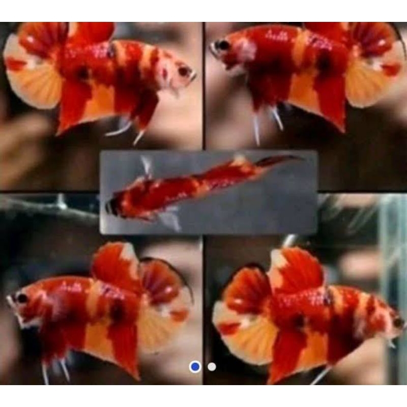 Jual cupang nemo koi satu pasang | Shopee Indonesia