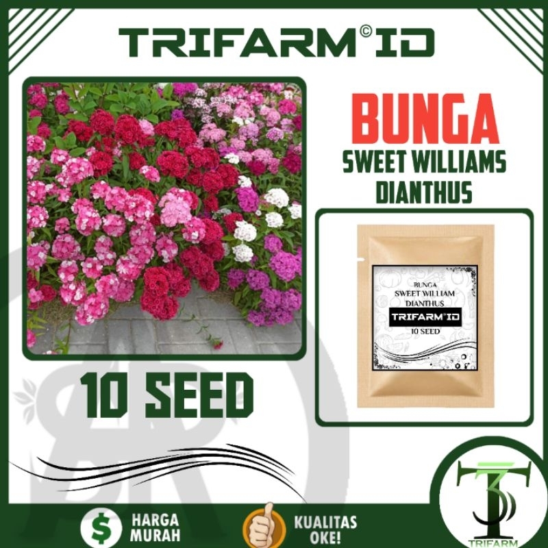 Jual TRIFARM 10 Biji Benih Bibit Bunga Sweet Williams Dianthus Kemasan ...