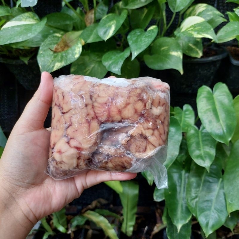 Jual Otak Sapi | Shopee Indonesia