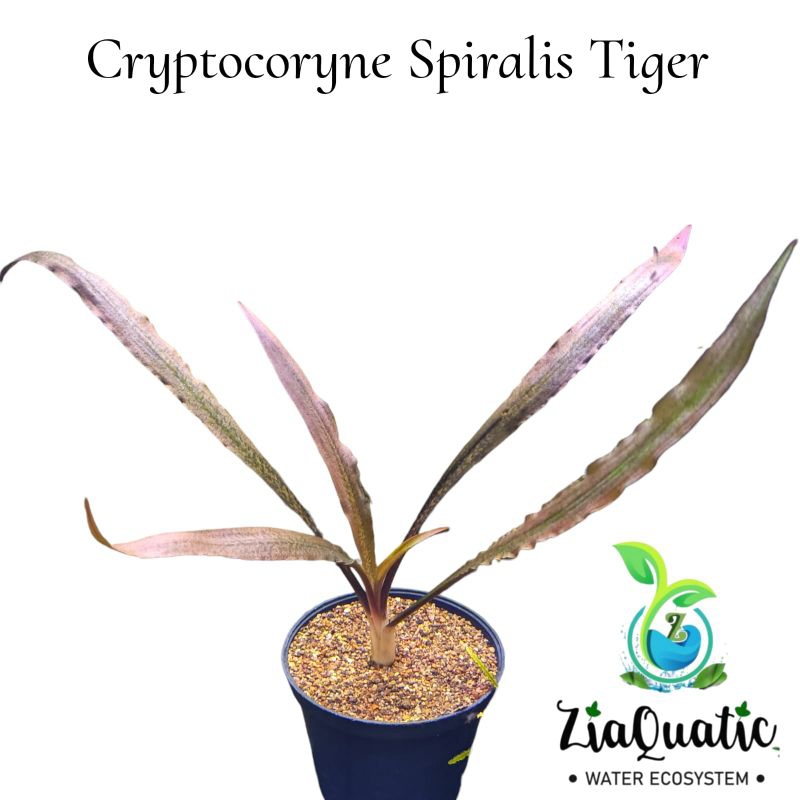 Jual Cryptocoryne Spiralis Tiger - Tanaman Aquascape Akuarium | Shopee Indonesia