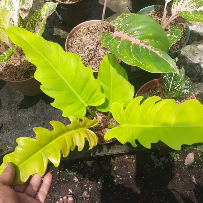 Jual Tanaman hias philodendron golden saw /philo gergaji kuning ...