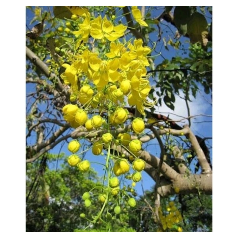 Jual Pohon trengguli - cassia fitsulla - bunga kuning | Shopee Indonesia