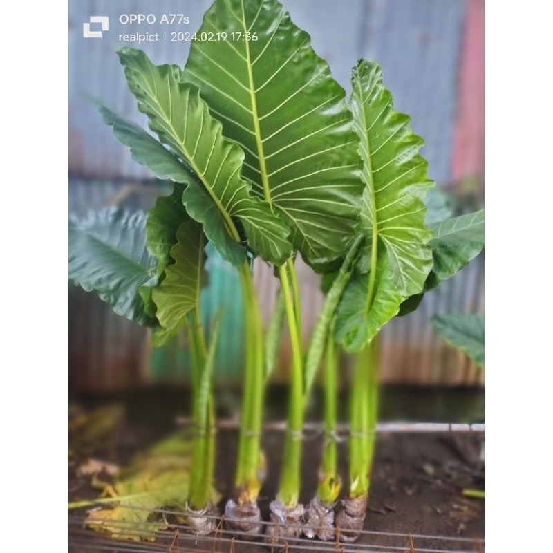 Jual tanaman sente super jumbo tinggi 120cm jasa JNE atau gosend ...