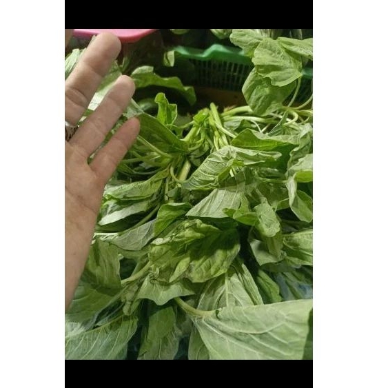 Jual sayur bayam per 1 ikat | Shopee Indonesia