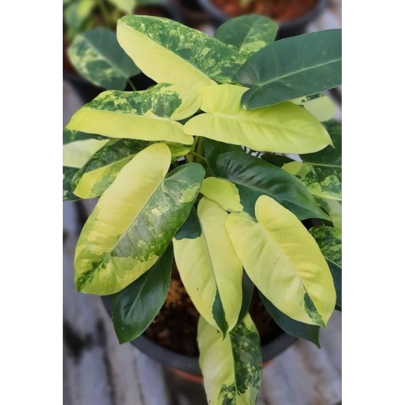 Jual TANAMAN HIAS BREKELE VARIEGATA - BURLEMARX VARIEGATA - TANAMAN ...