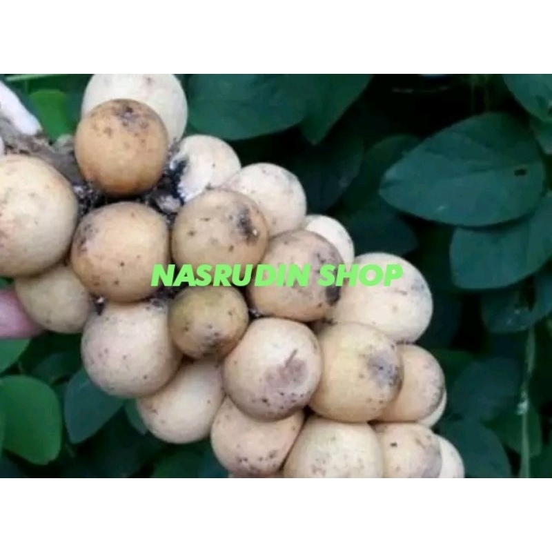 Jual BUAH LANGSAT BUAH MERICIN 1KG KOKOSAN PESITAN MATANG MURAH ...