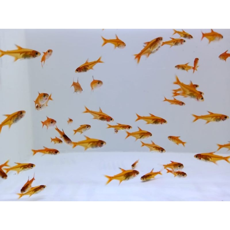 Jual AMANDAE EMBER TETRAA / AMANDAE TETRA | Shopee Indonesia