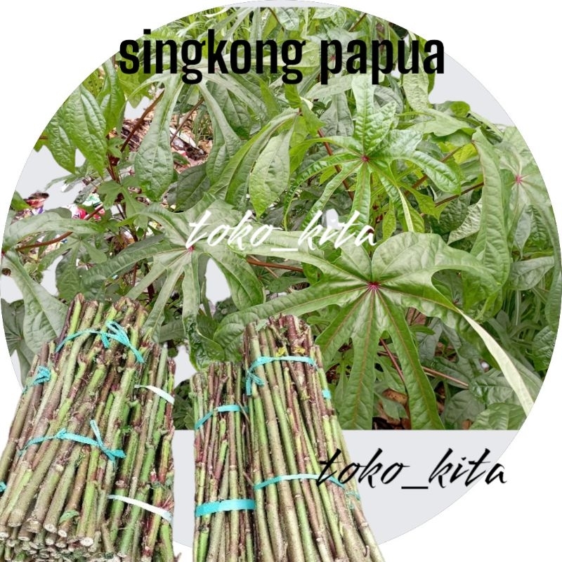 Jual bibit singkong papua 1 kg ( tumbuhan viral untuk ternak dan kaya nutrisi ) | Shopee Indonesia
