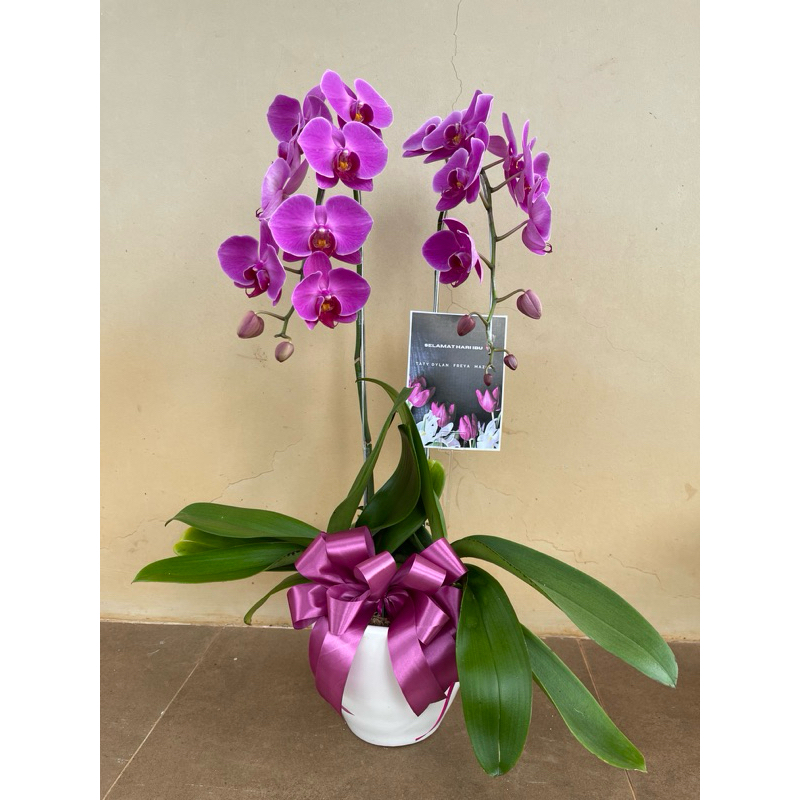 Jual Rangkaian anggrek bulan isi 2 pohon,bunga hidup,bunga kado/hadiah ...