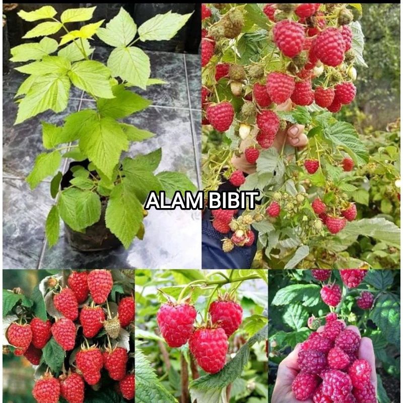 Jual BIBIT RASBERRY STEK CEPAT BERBUAH SUPER | Shopee Indonesia