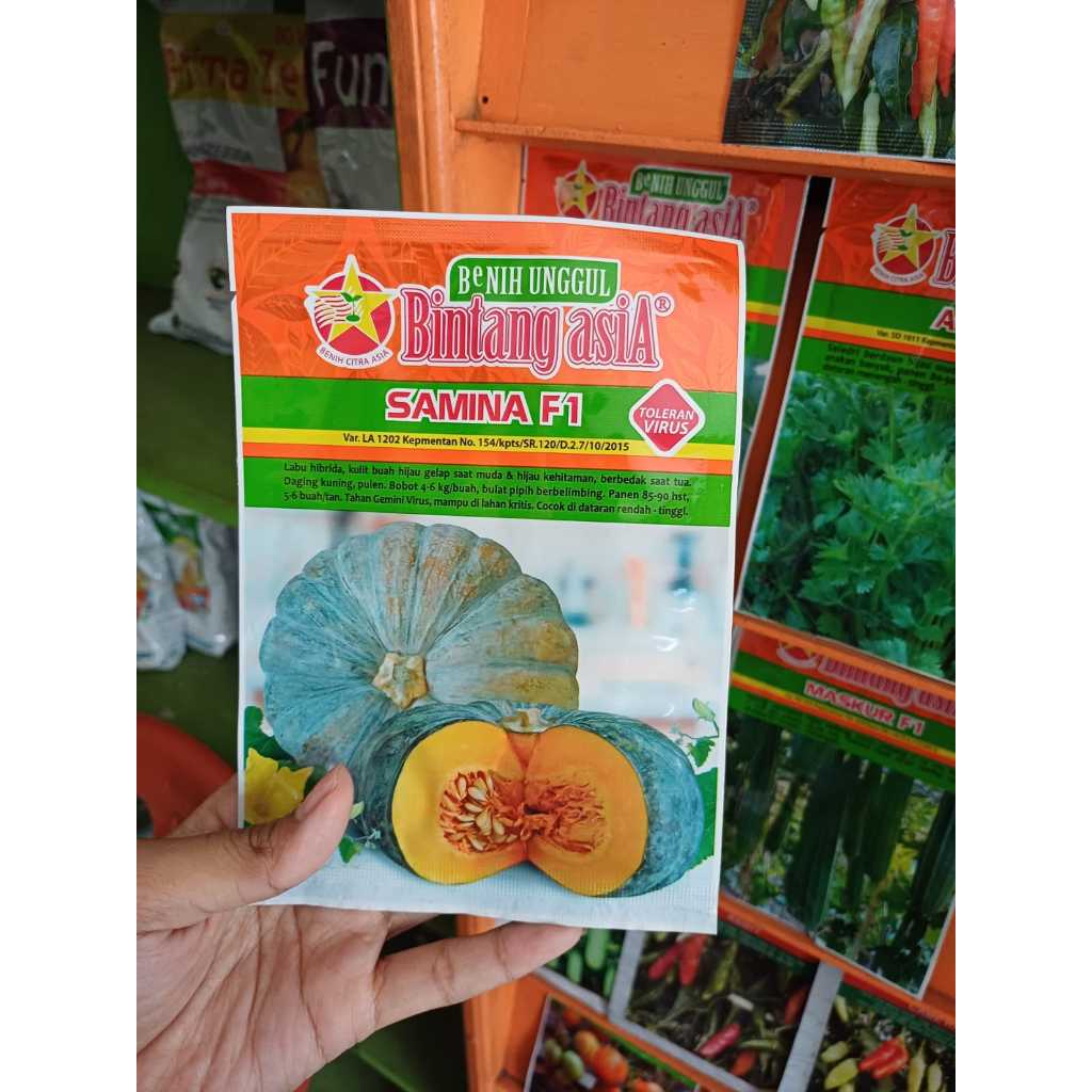 Jual BENIH LABU HIBRIDA F1 SAMINA BINTANG ASIA | Shopee Indonesia