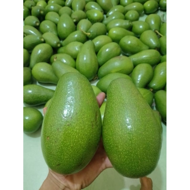 Jual Alpukat mentega super 1kg | Shopee Indonesia