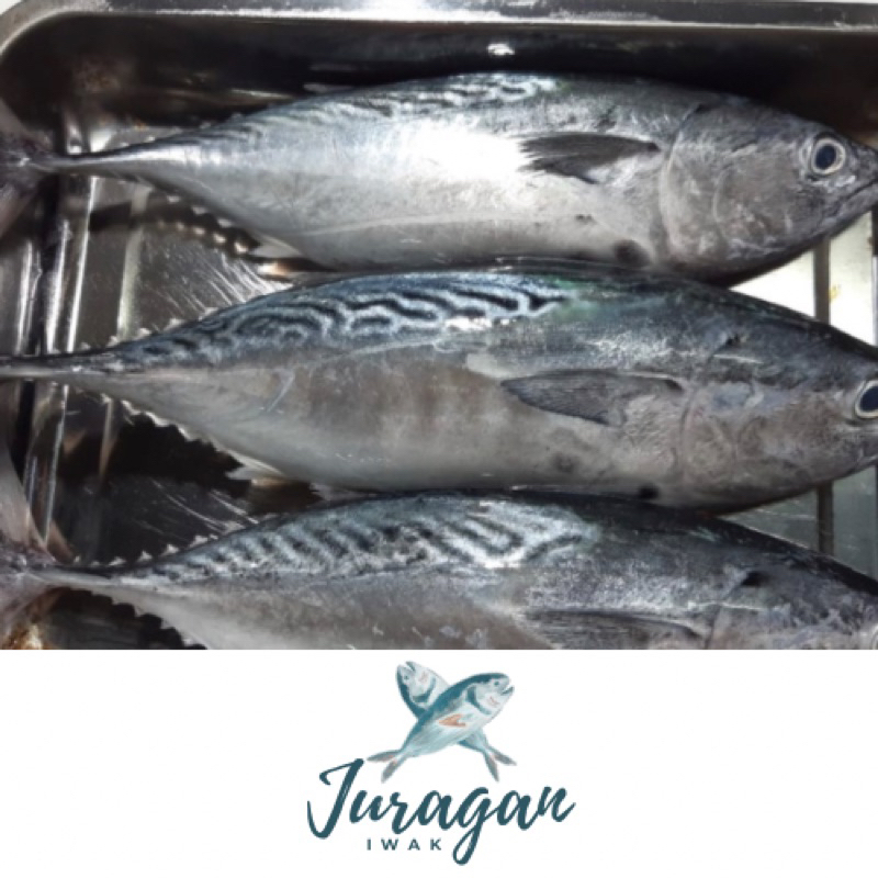 Jual Ikan Tongkol Batik (1 kg dan 500 gr) | Shopee Indonesia