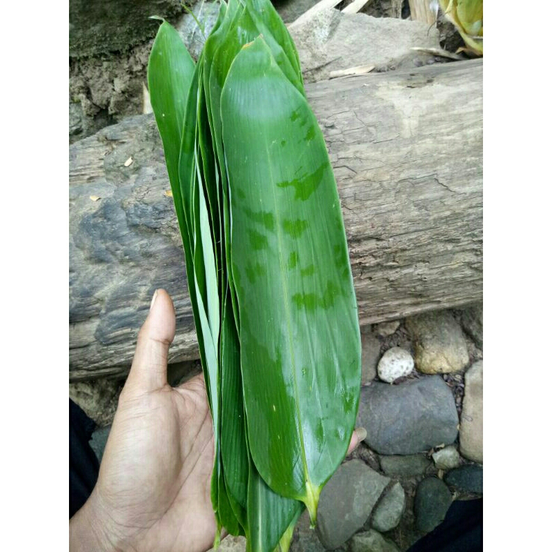 Jual Daun bambu bacang lebar+panjang dan segar 100gr | Shopee Indonesia