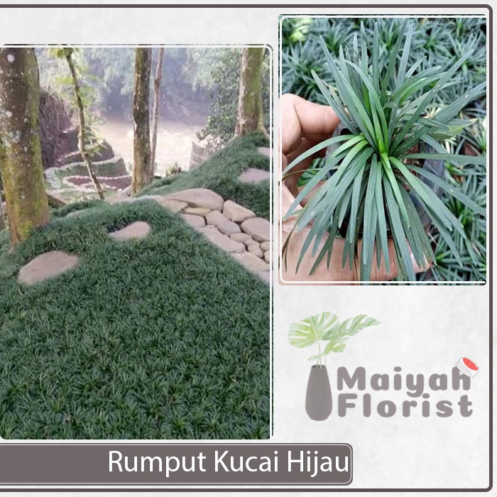 Jual Tanaman Hias Rumput Kucai - Ophiopogon japonicus - Rumput Mondo ...